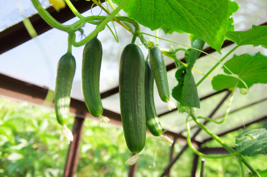 Cucumber Health Benefits & Downsides | Food Revolution Network Cucumber Health Benefits & Downsides | Food Revolution Network